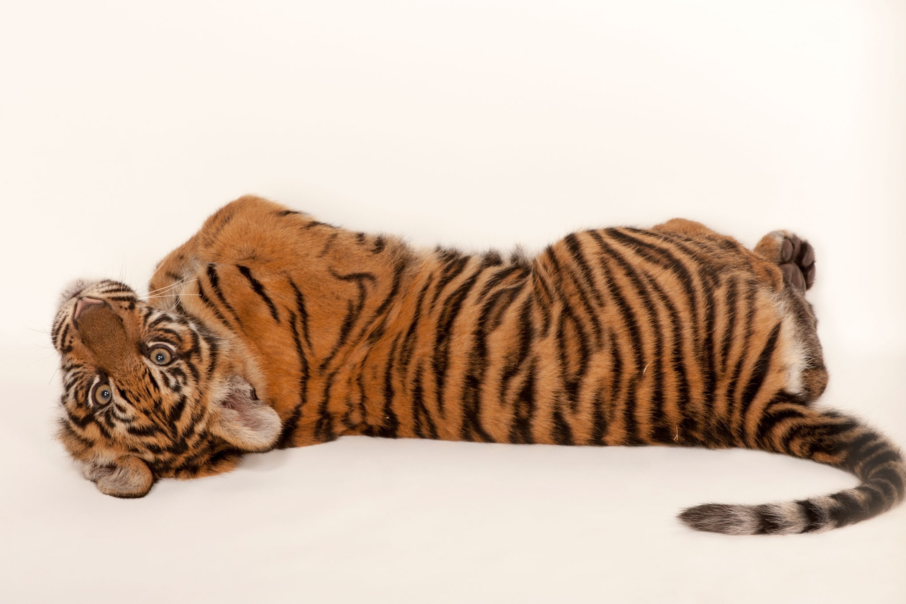Get a Behind-the-Scenes Look at a Tiger Photo Shoot