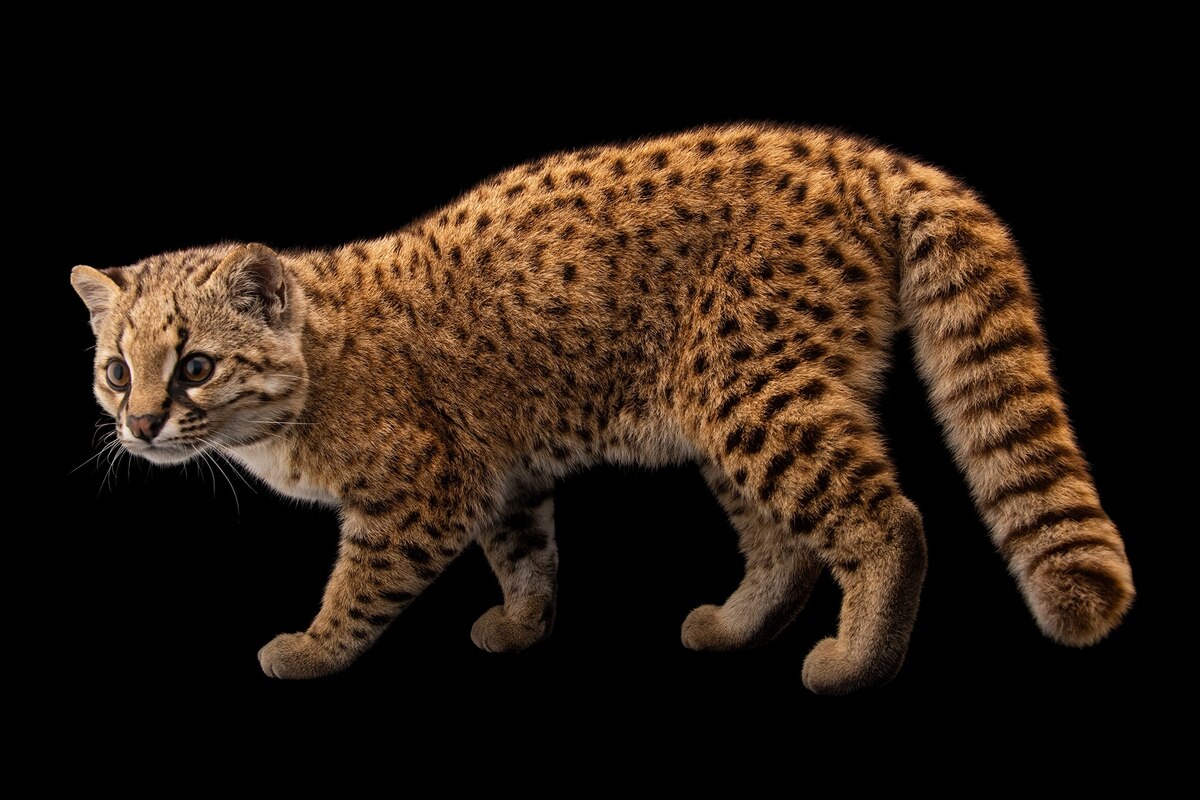 Meet the güiña—the little 'mystery' cat that marks a big milestone