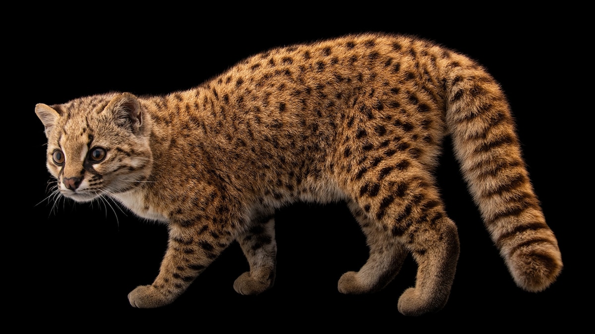 Meet the güiña—the little 'mystery' cat that marks a big milestone ...