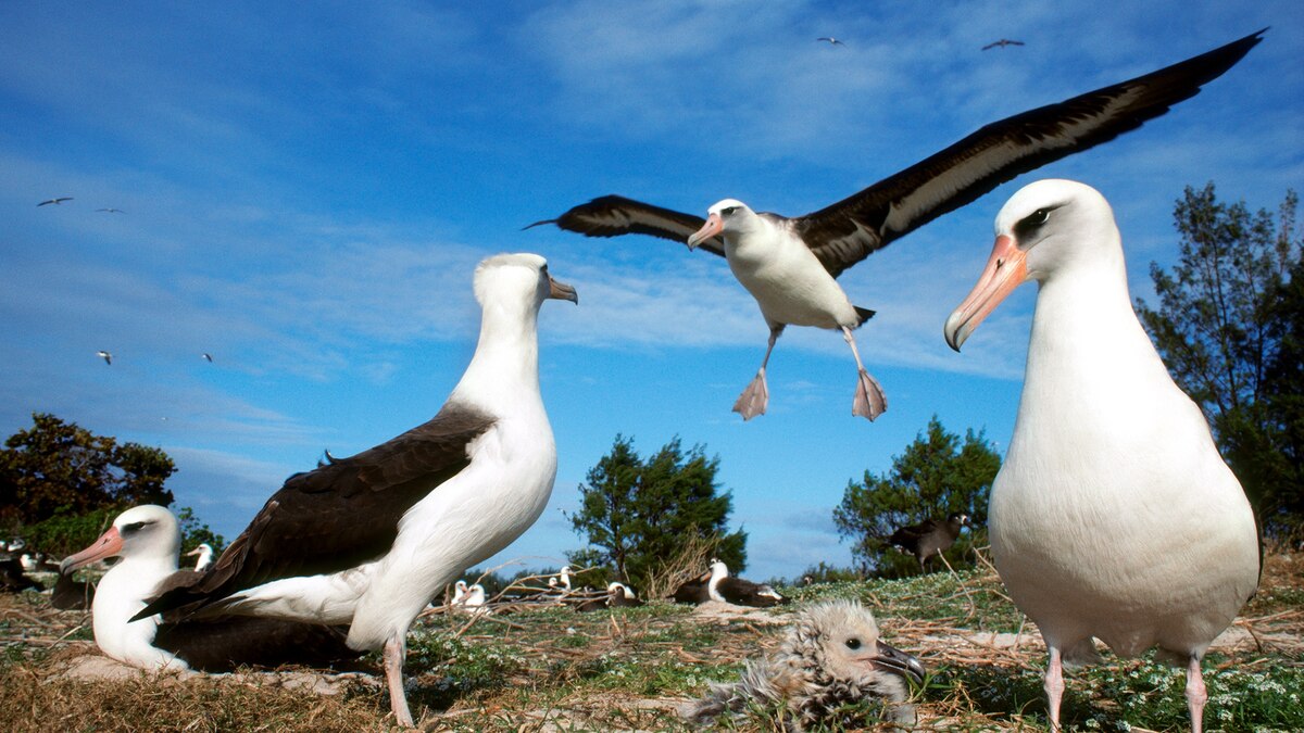 New Report Highlights Dire Situation of Many U.S. Birds | National ...
