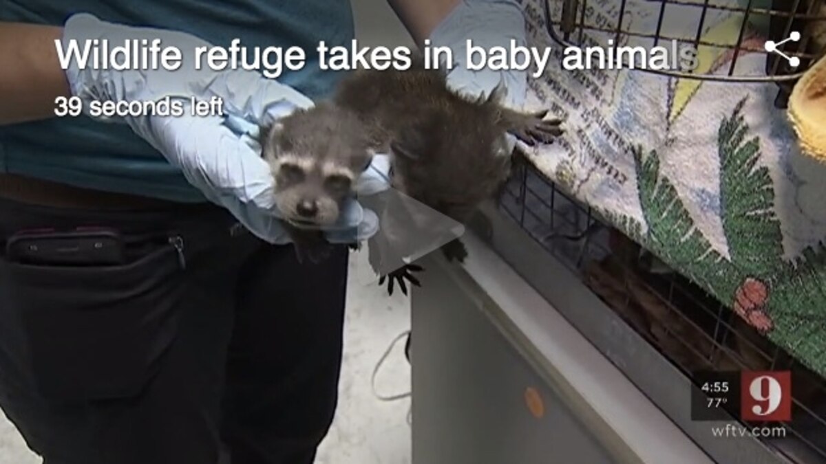 Baby Animals Rescued From Hurricane Matthew in Florida | National ...