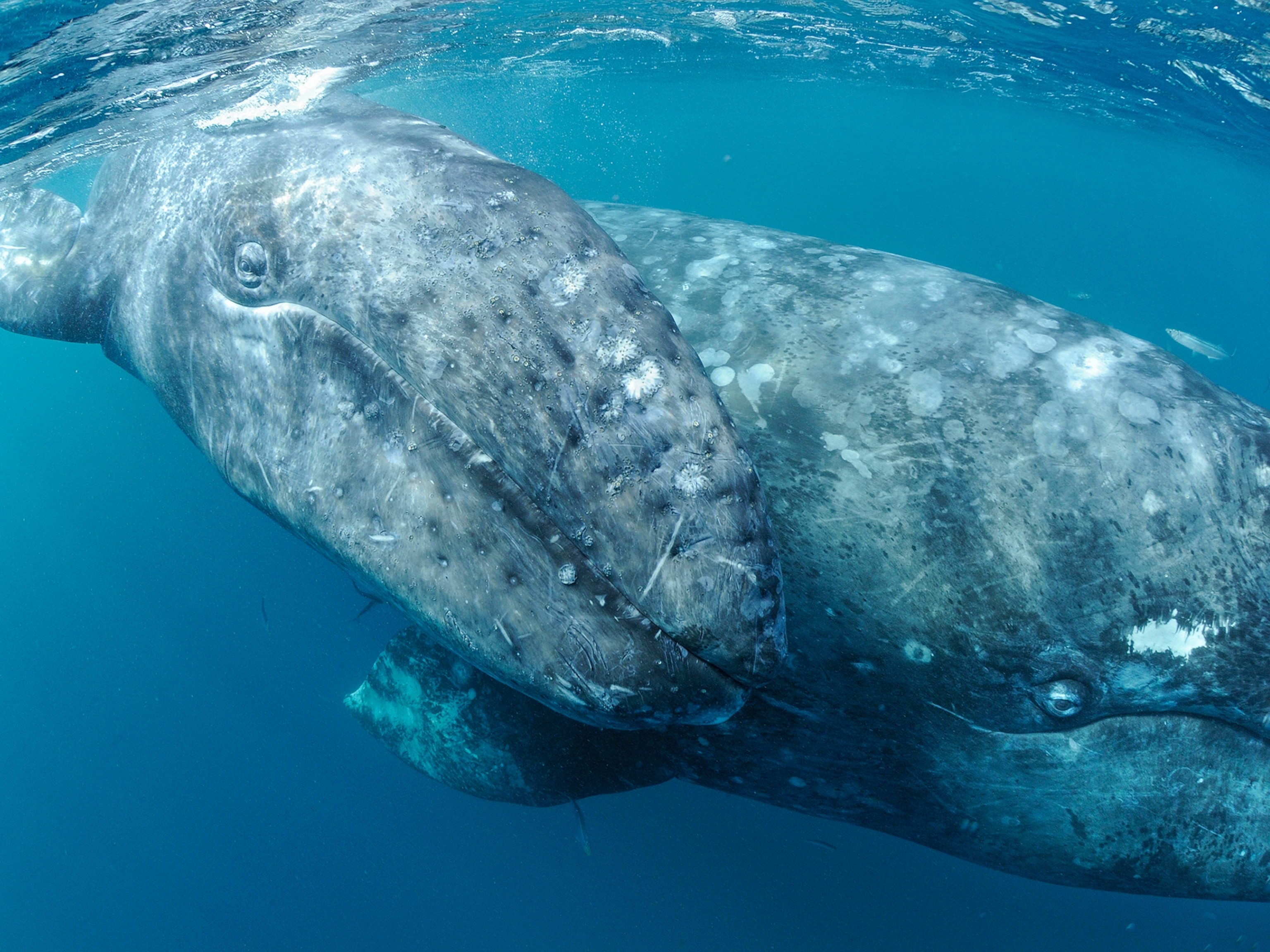 Baby Gray Whale