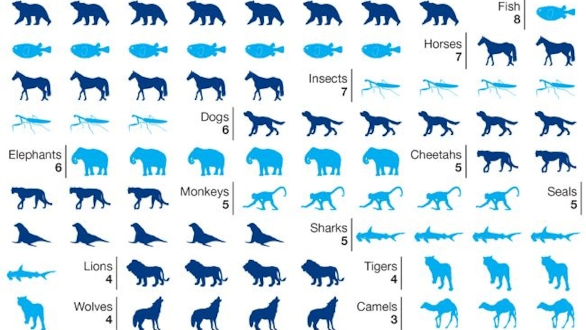Graphic: What Animals Appear Most on National Geographic's Cover ...