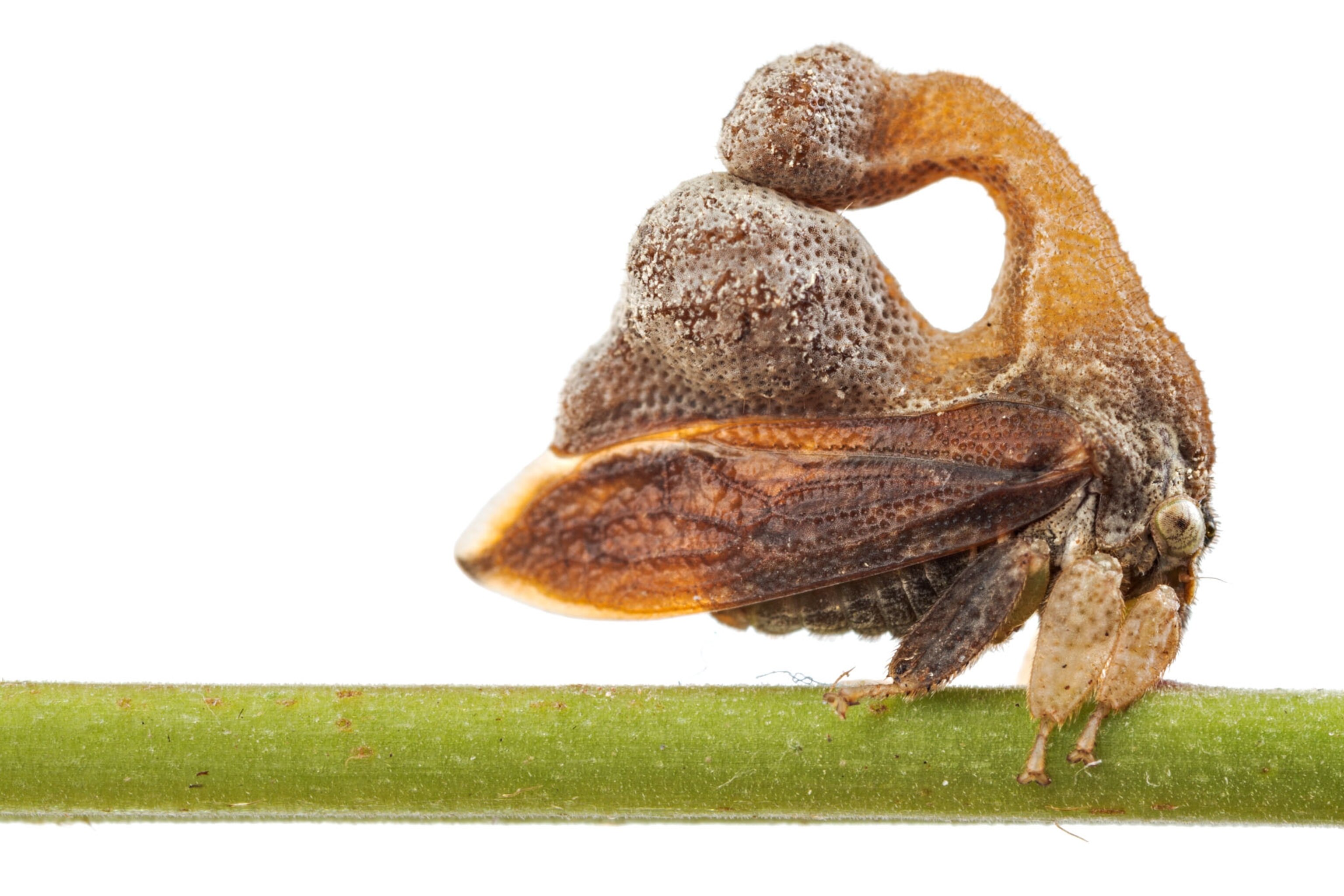 Treehoppers: pictures of the rainforest's mini-marvels