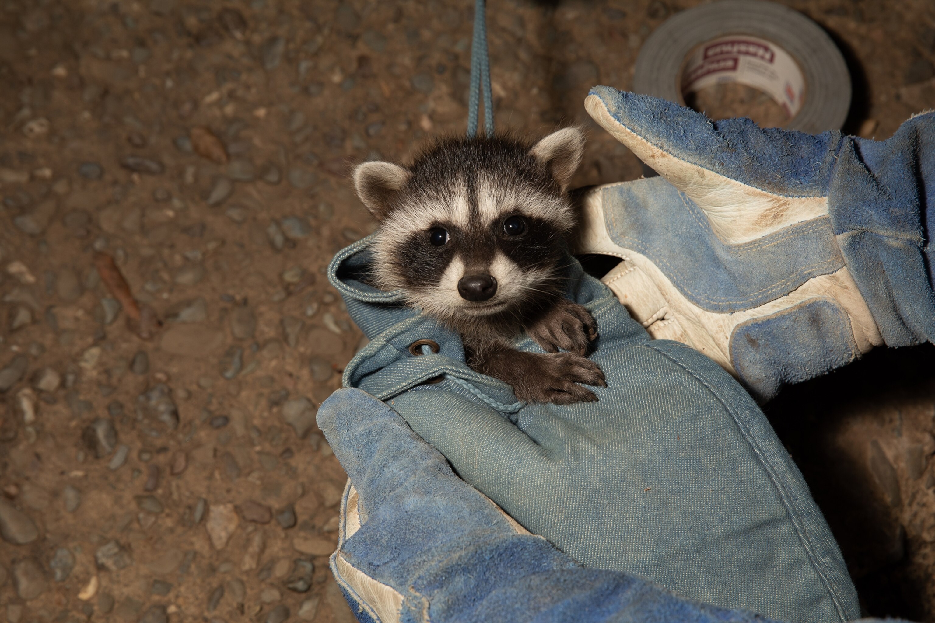 How raccoons became the ultimate urban survivors