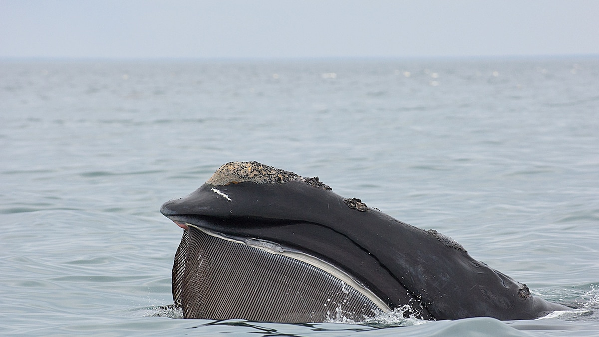 How the Trump administration's seismic blast approval is harmful to ...