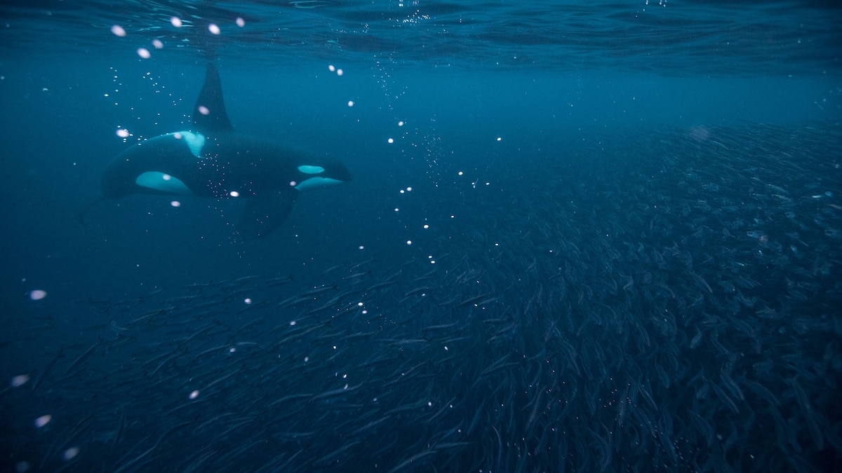 Half the World's Orcas Could Soon Disappear Thanks to PCB Pollution ...