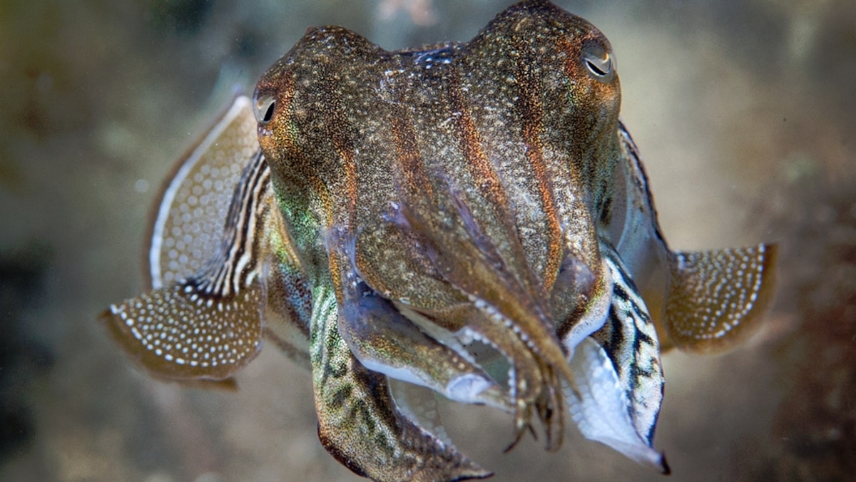 Cuttlefish Remember What, Where and When They Ate | National Geographic