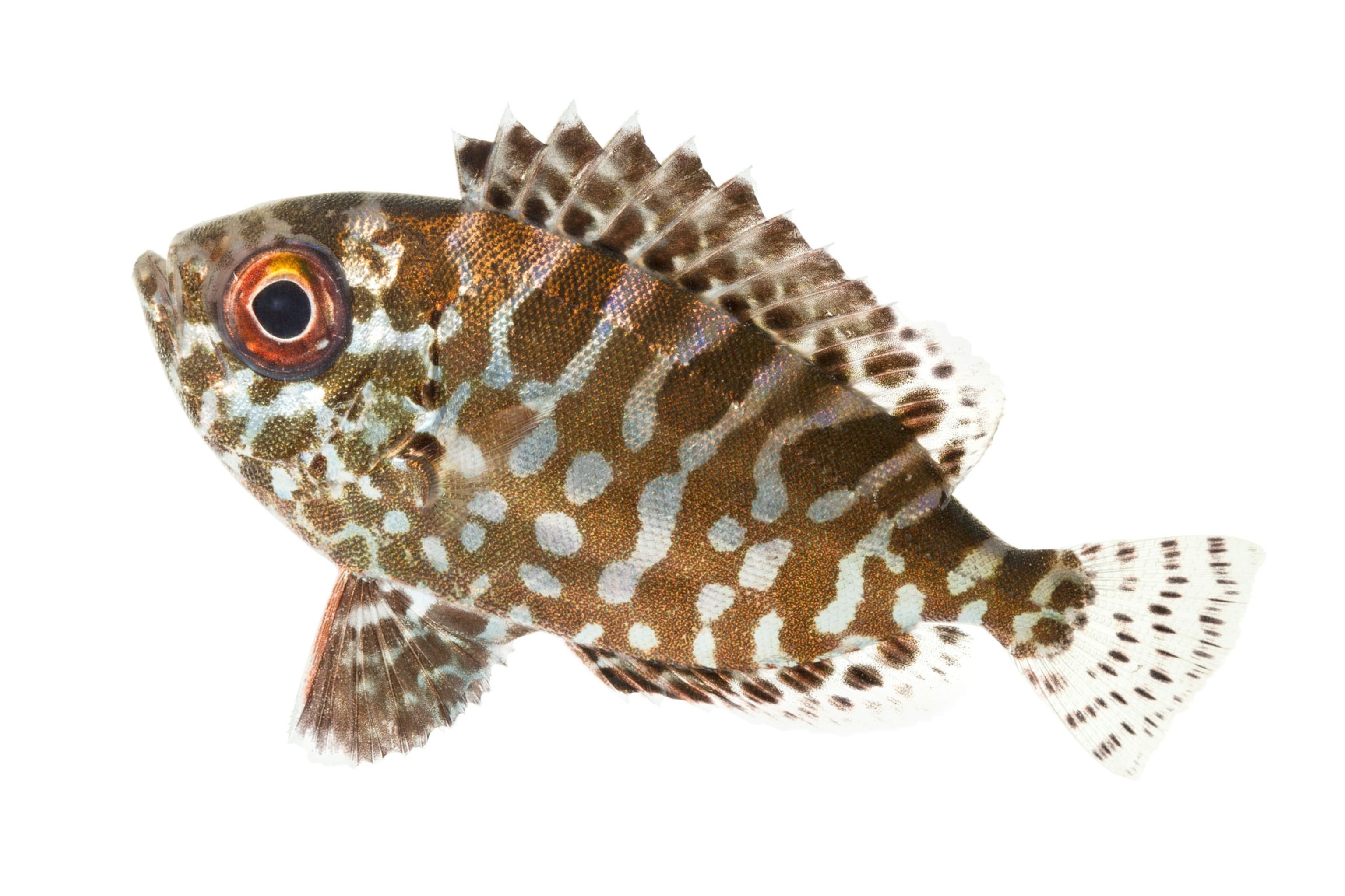 In the Sargasso Sea, life depends on floating sargassum seaweed