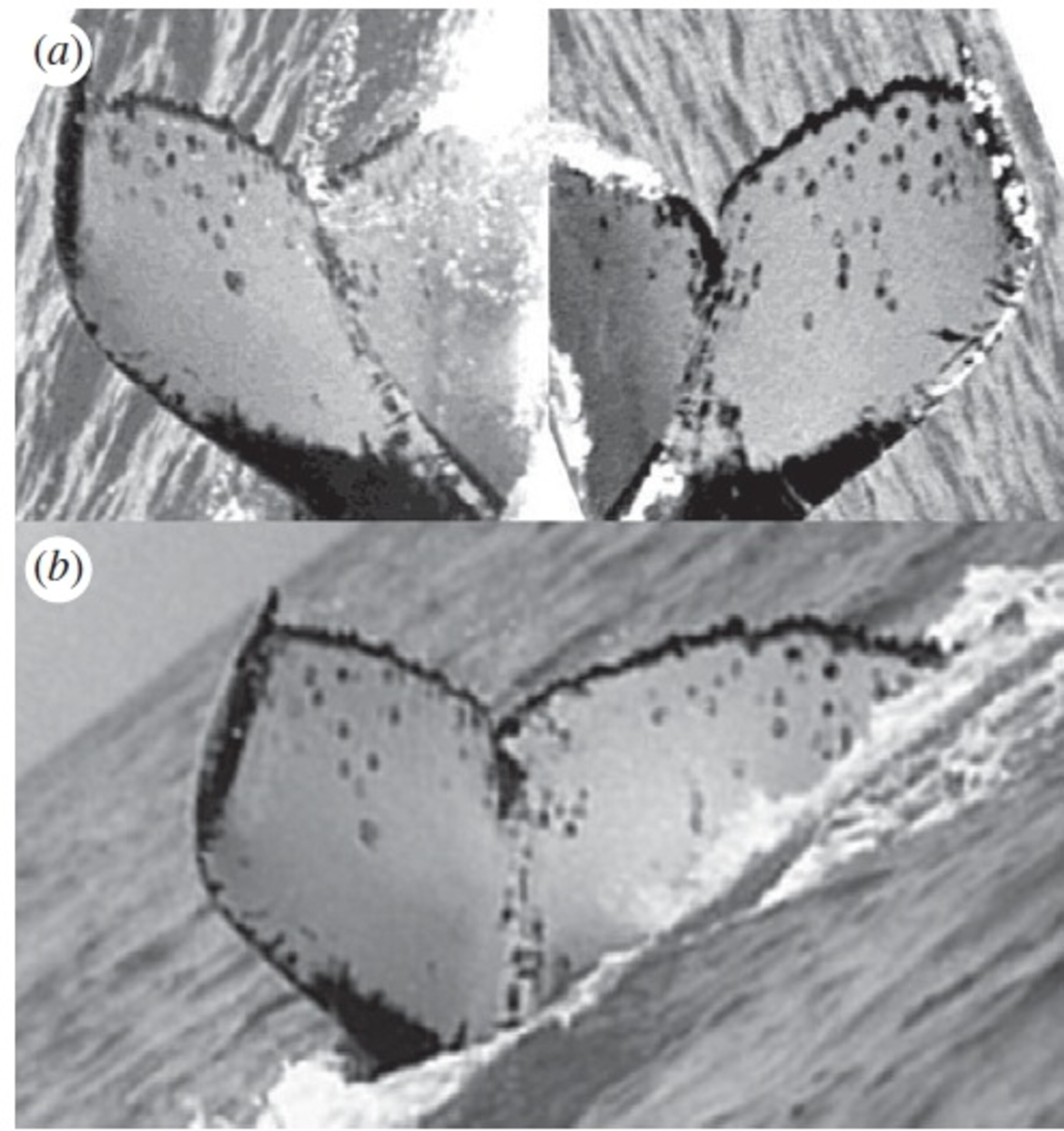 The Curious Tale of a Far-Flung Whale | National Geographic