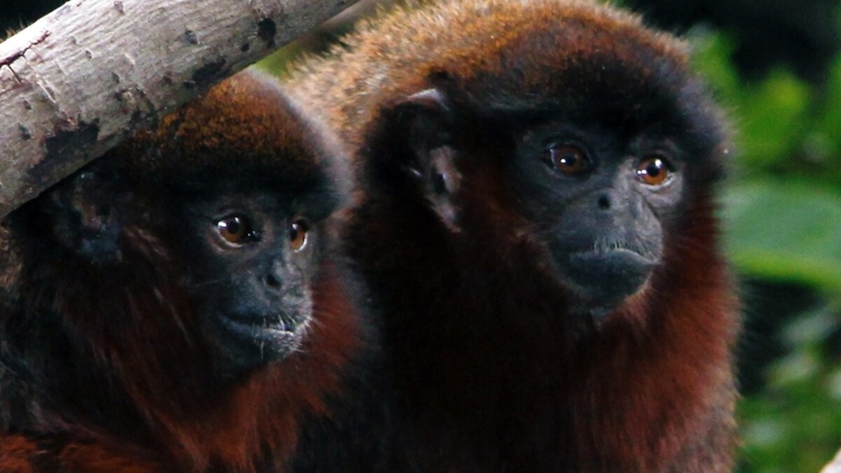 Monogamy On the Brain: My New “Matter” Column for the New York Times ...