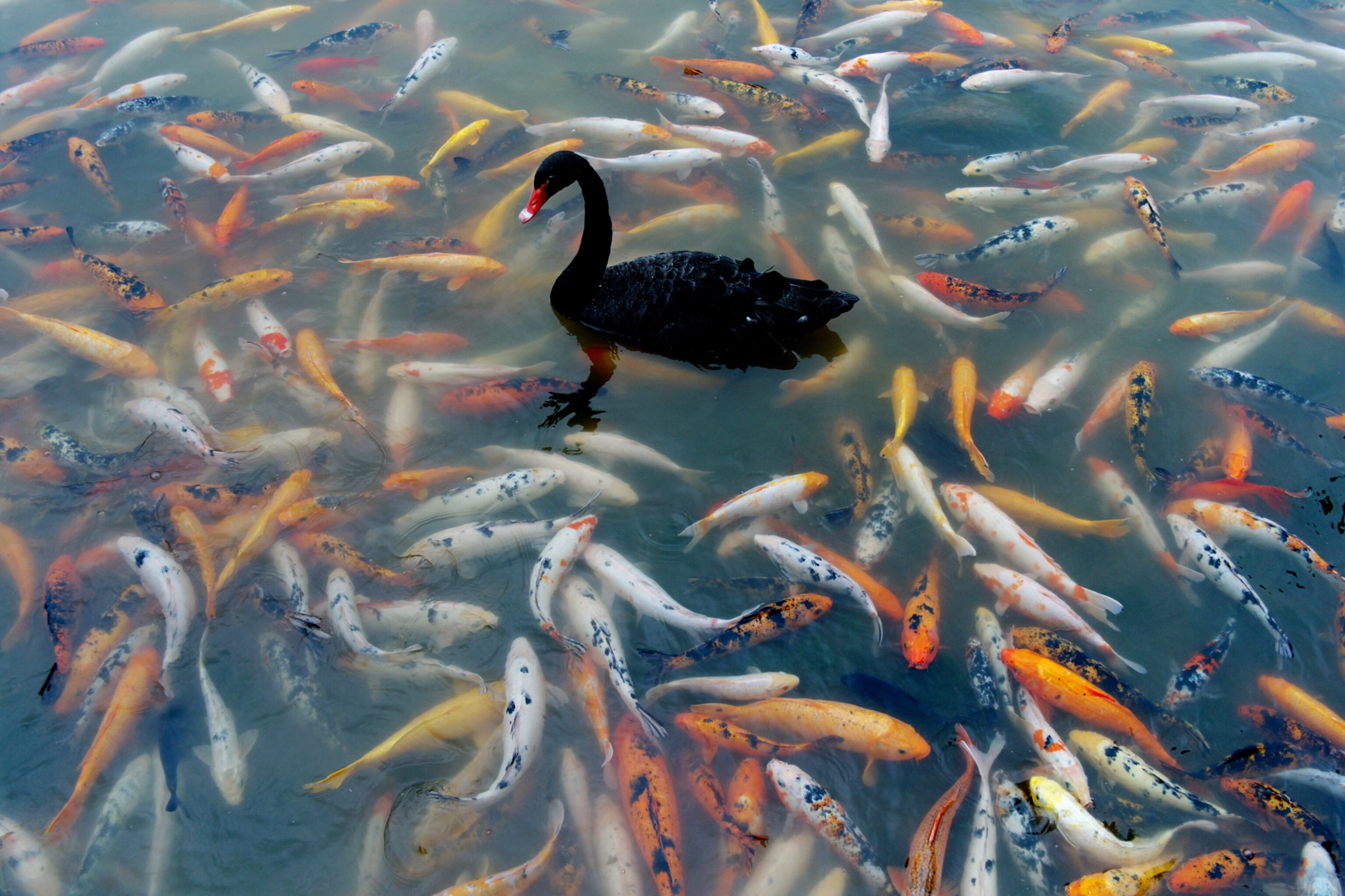 Earth’s largest freshwater animals at risk of extinction