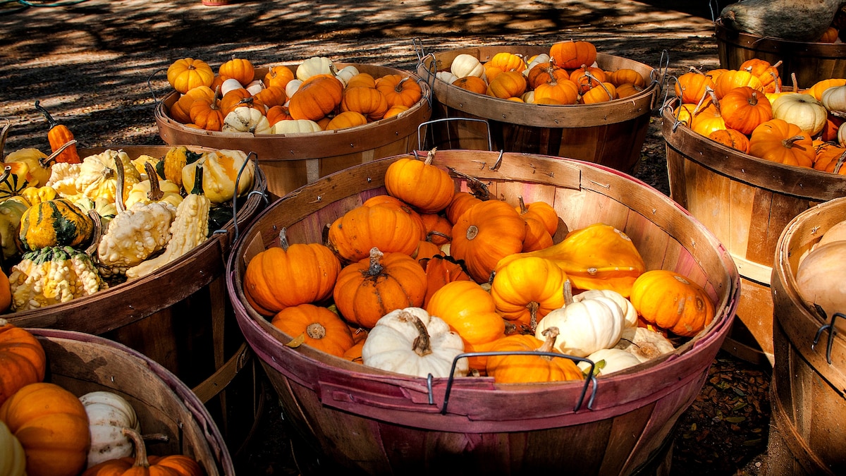 Your Shot: It’s September … Bring on the Gourds! | National Geographic