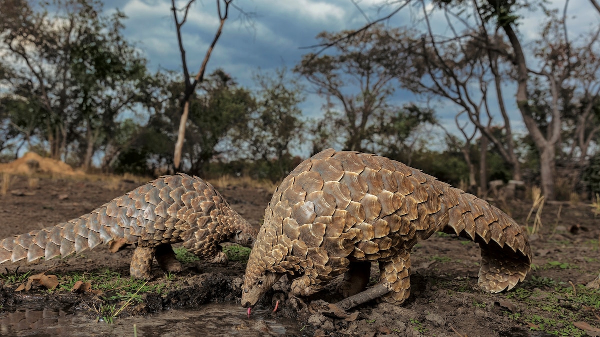 Cowboy boots sold in the U.S. fueled the decline of pangolins ...
