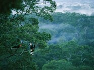 Habitats Tropical Rain Forest Pictures Wallpapers Downloads