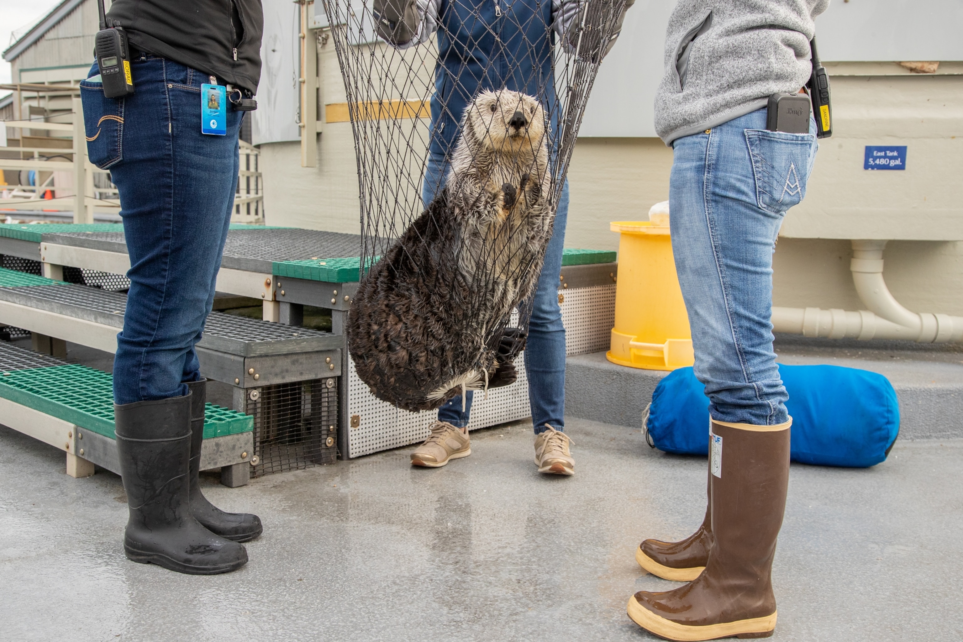 Sea otters are rebounding from near extinction. Not everyone is happy.