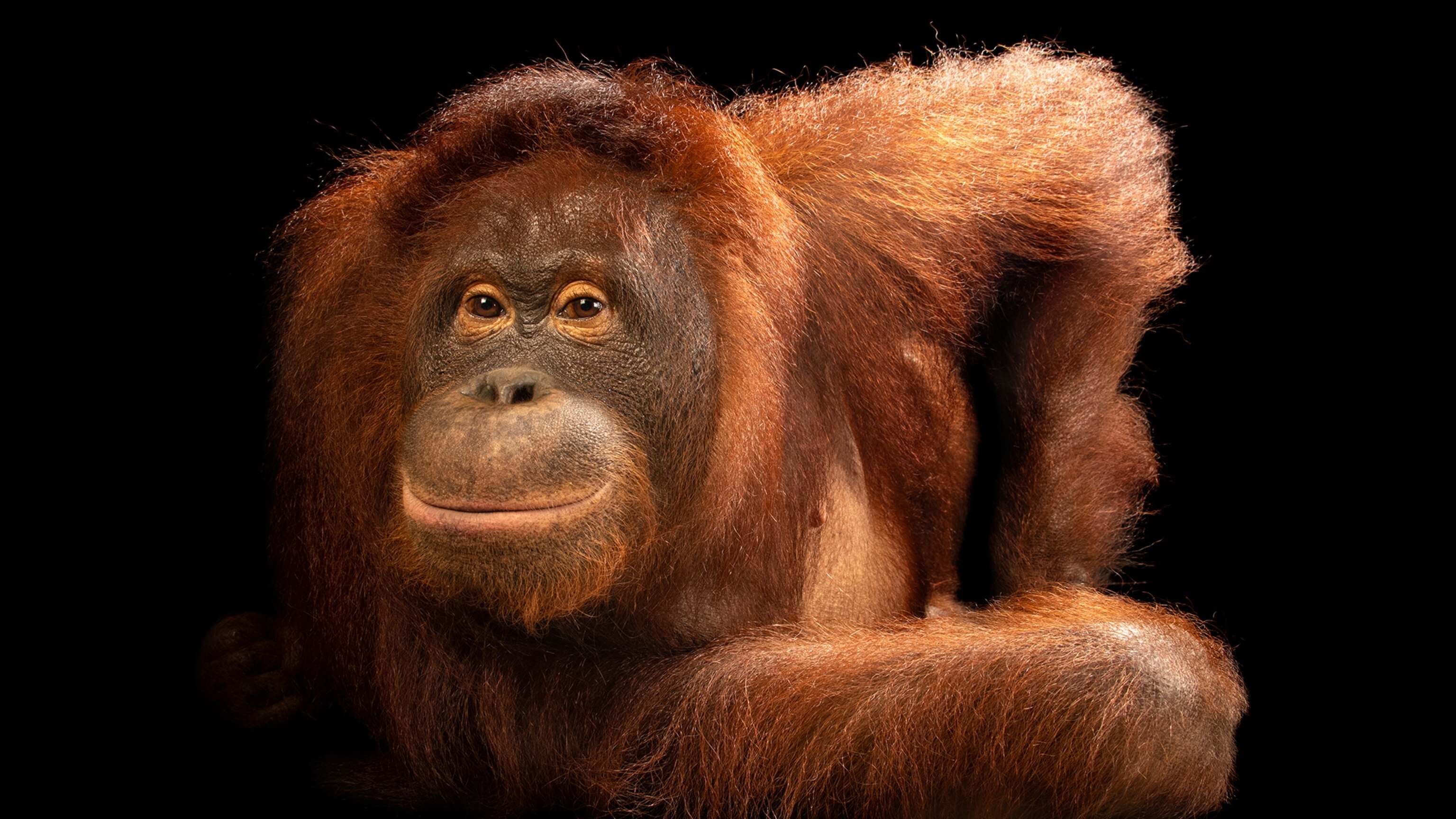 15 Endangered Rainforest Animals You May Not Know Are, 57% OFF