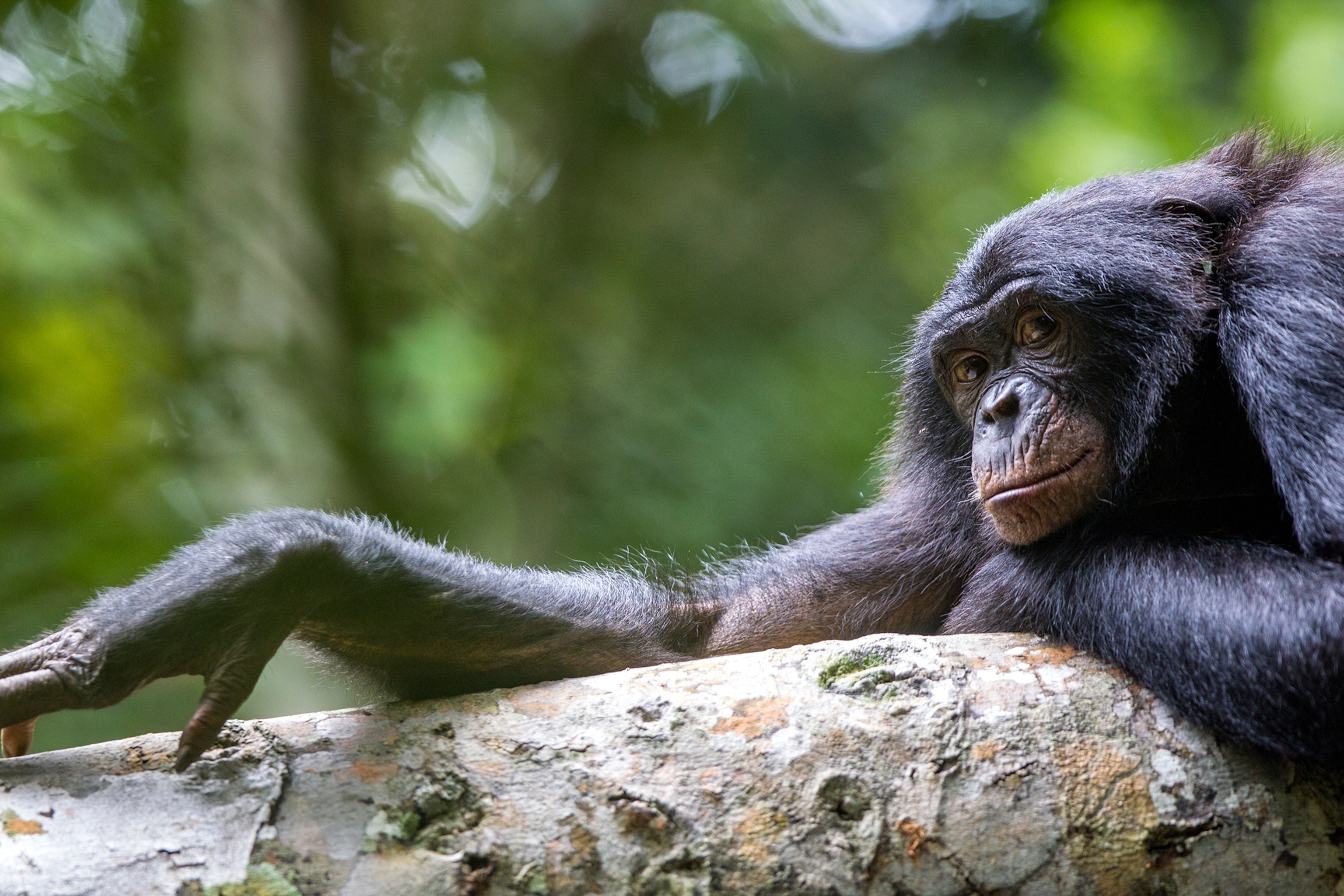 Meet some of the fiercest queens of the animal kingdom
