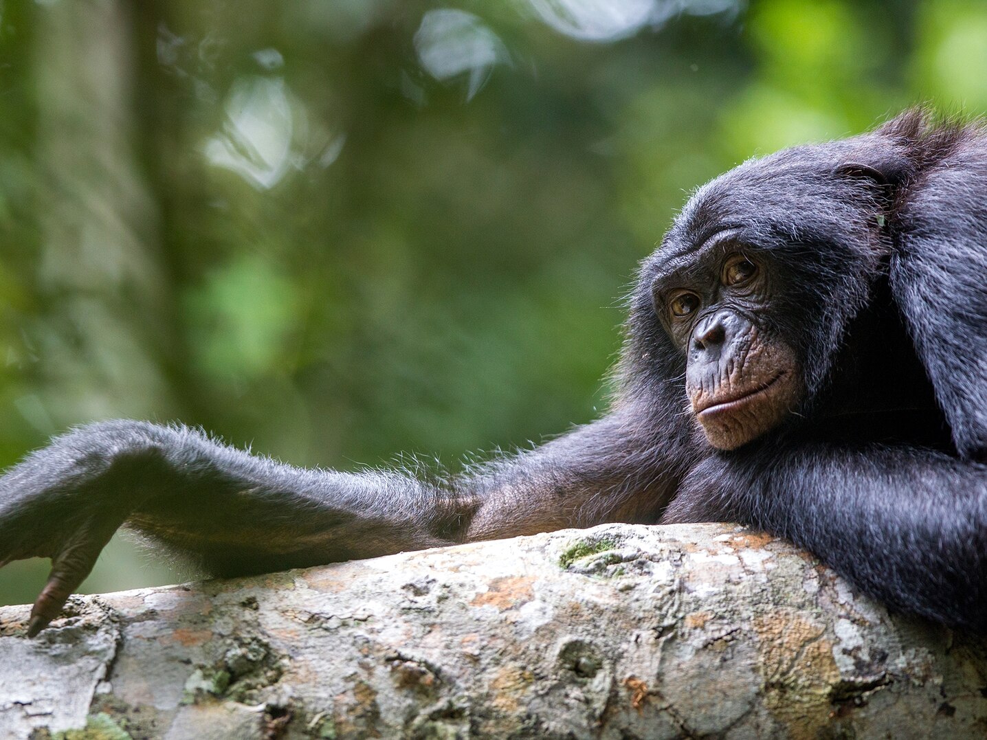 Hairless Chimpanzee Shares Emotional Moment With His Great Apes Get A