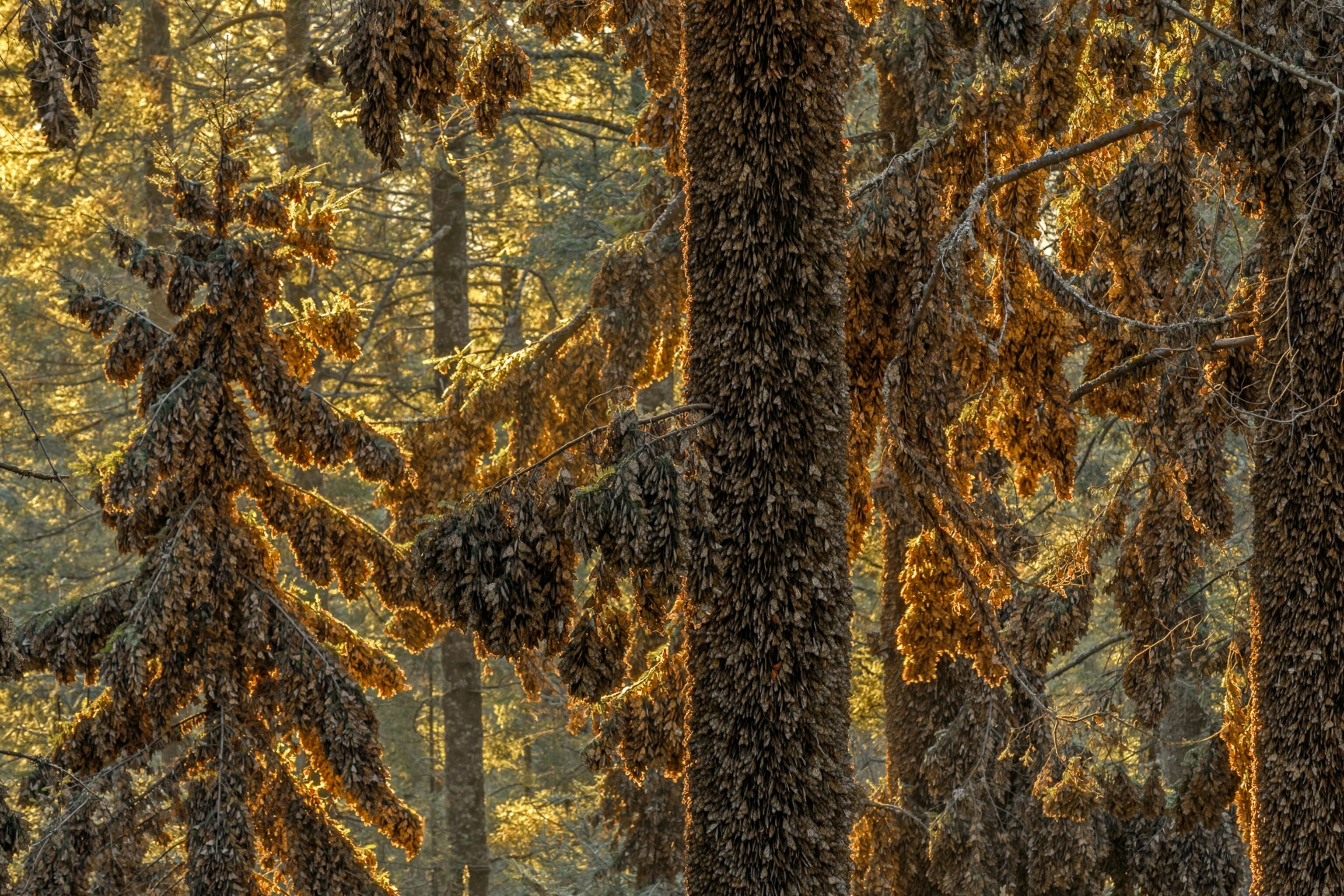 Monarch butterflies may be doing better than thought, controversial ...