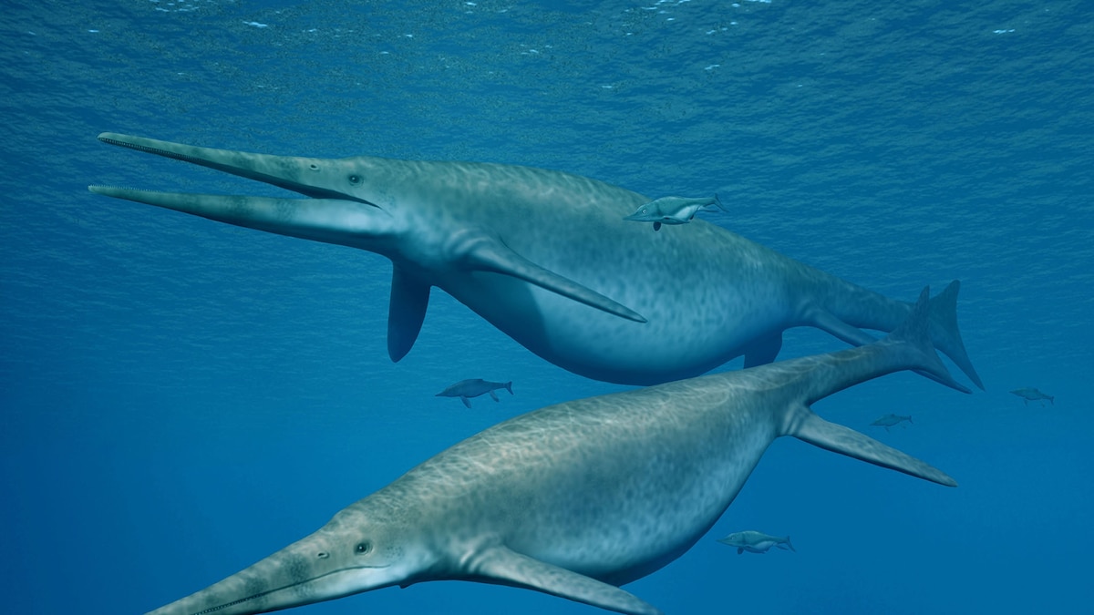 New 'Sea Monster' Fossil Found in U.K. May Be Largest Known | National ...