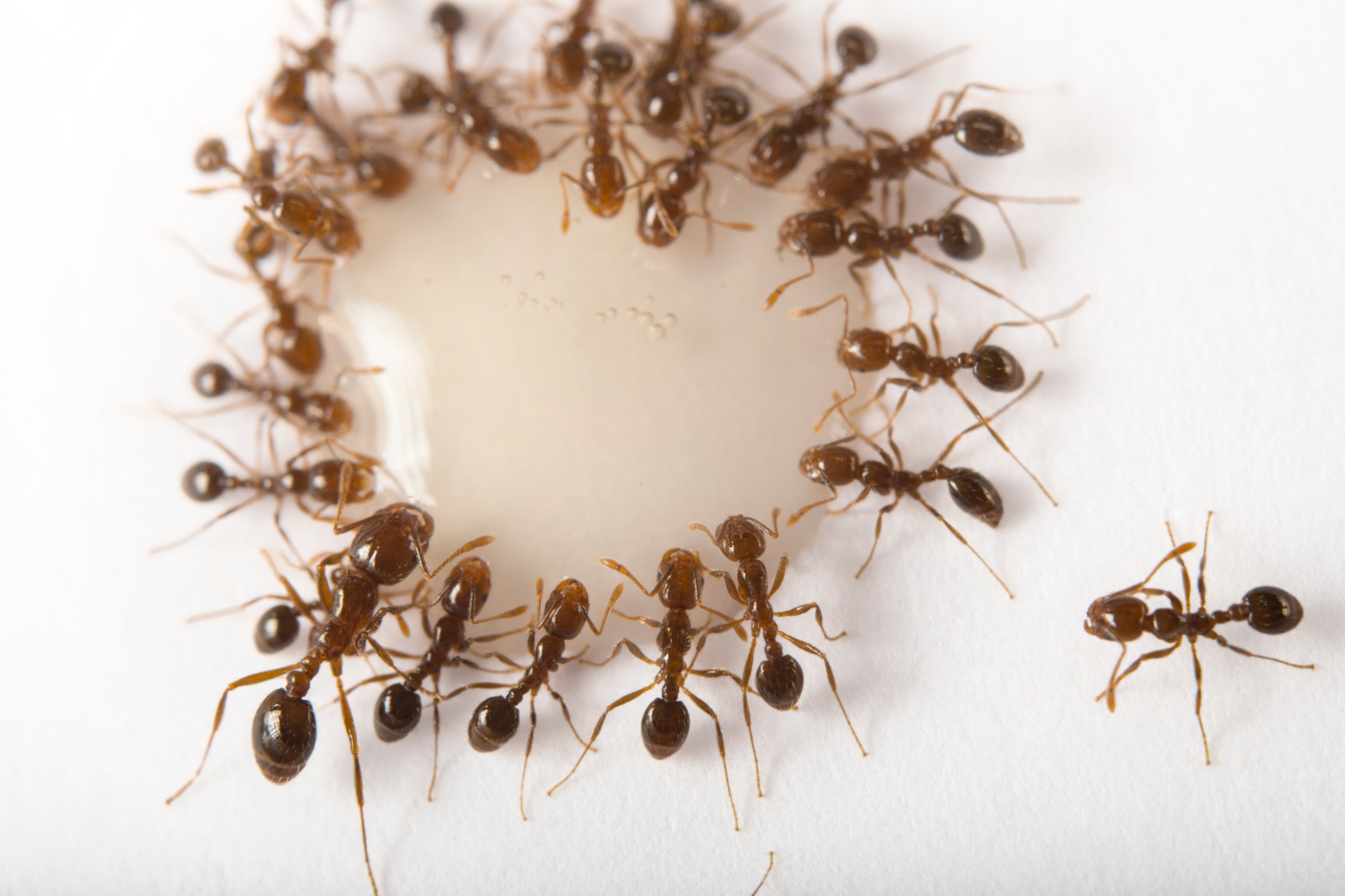 Invasive ants are a bigger threat than we thought