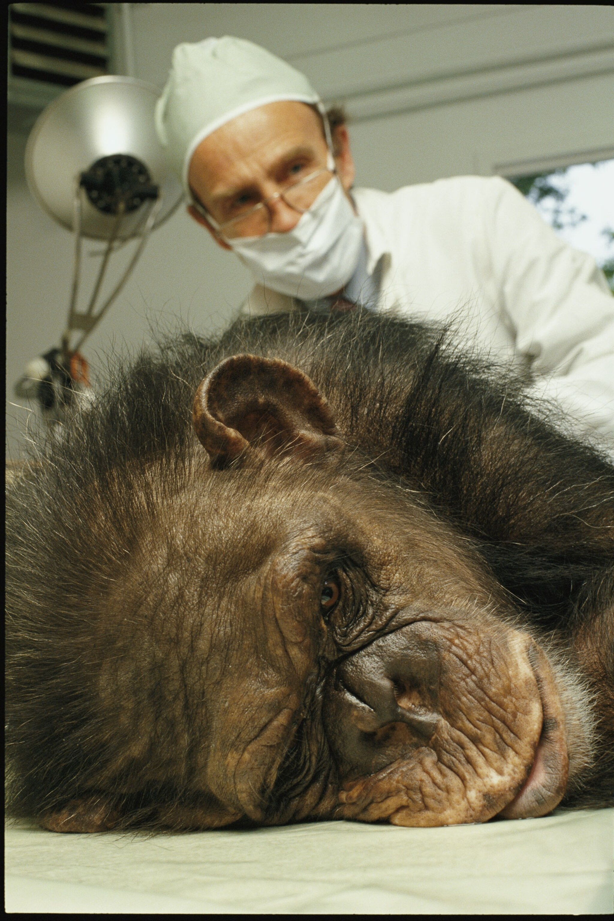 What do we owe former lab chimps?