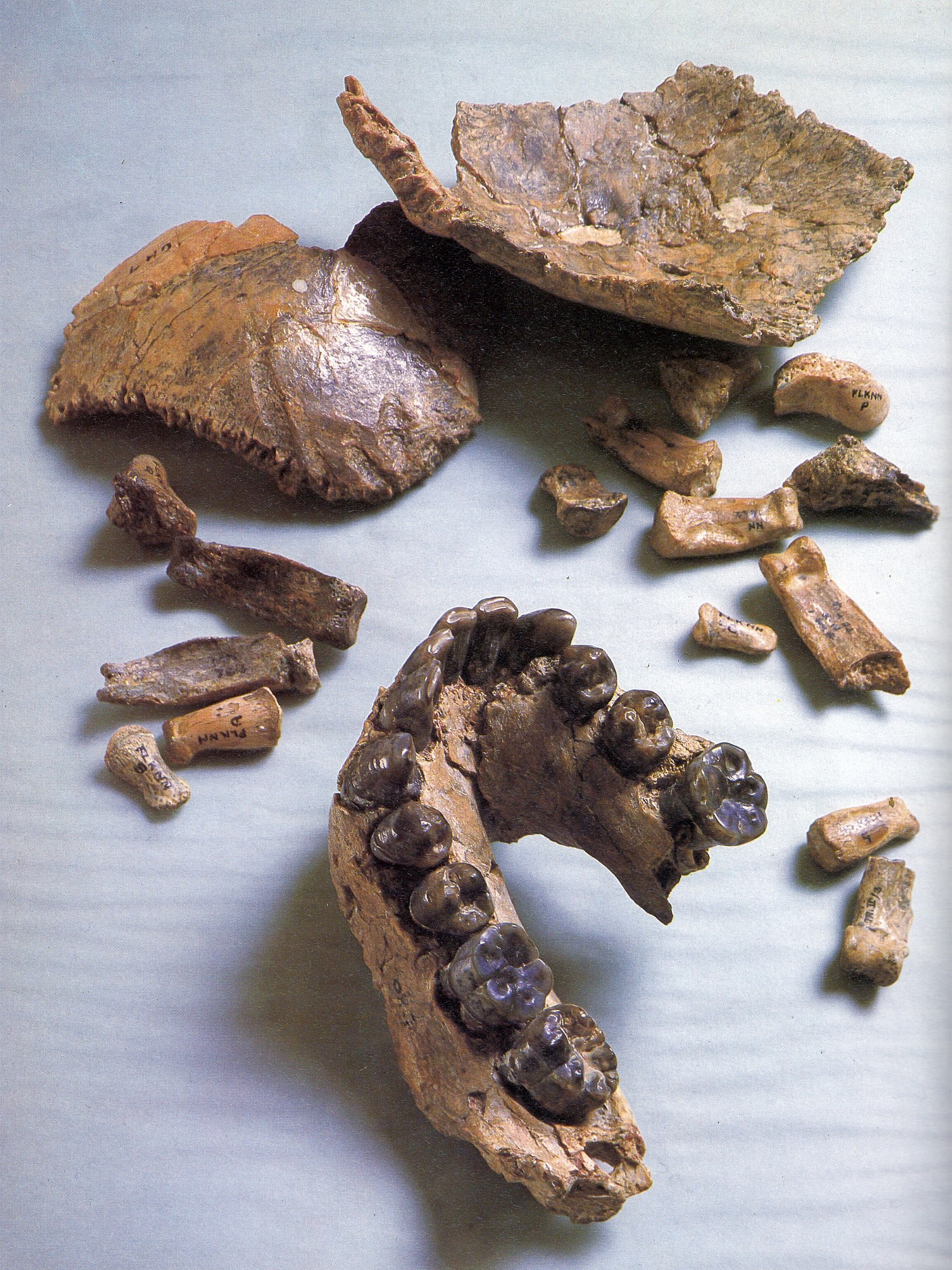 Oldest Human Fossil Found, Redrawing Family Tree