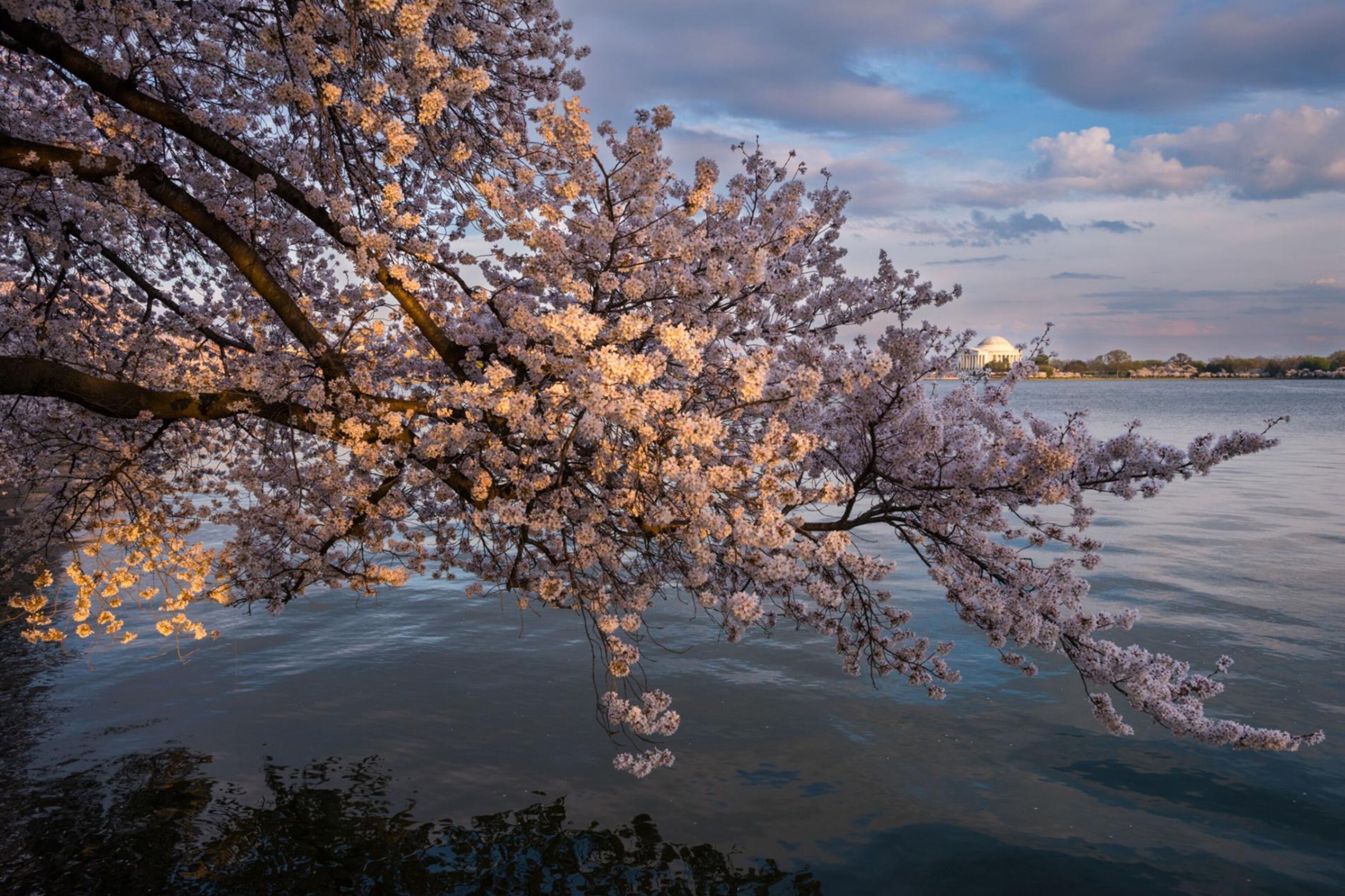 How to Photograph a Tree