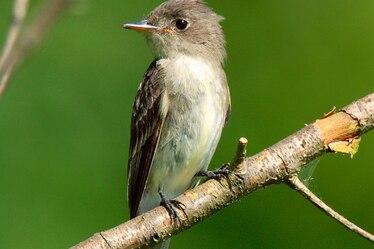 Eastern Wood Pewee | National Geographic