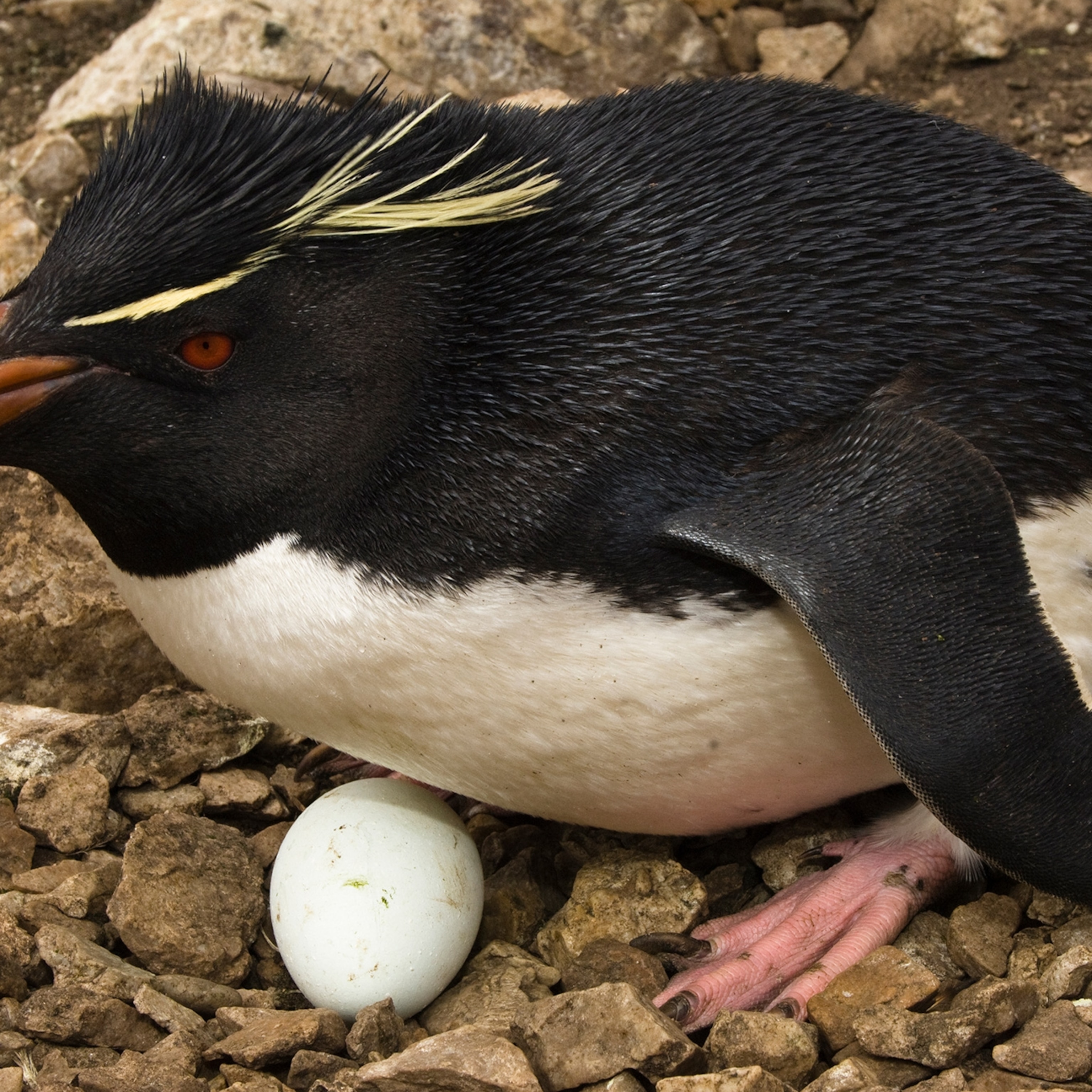 Adelie Penguin Eggs