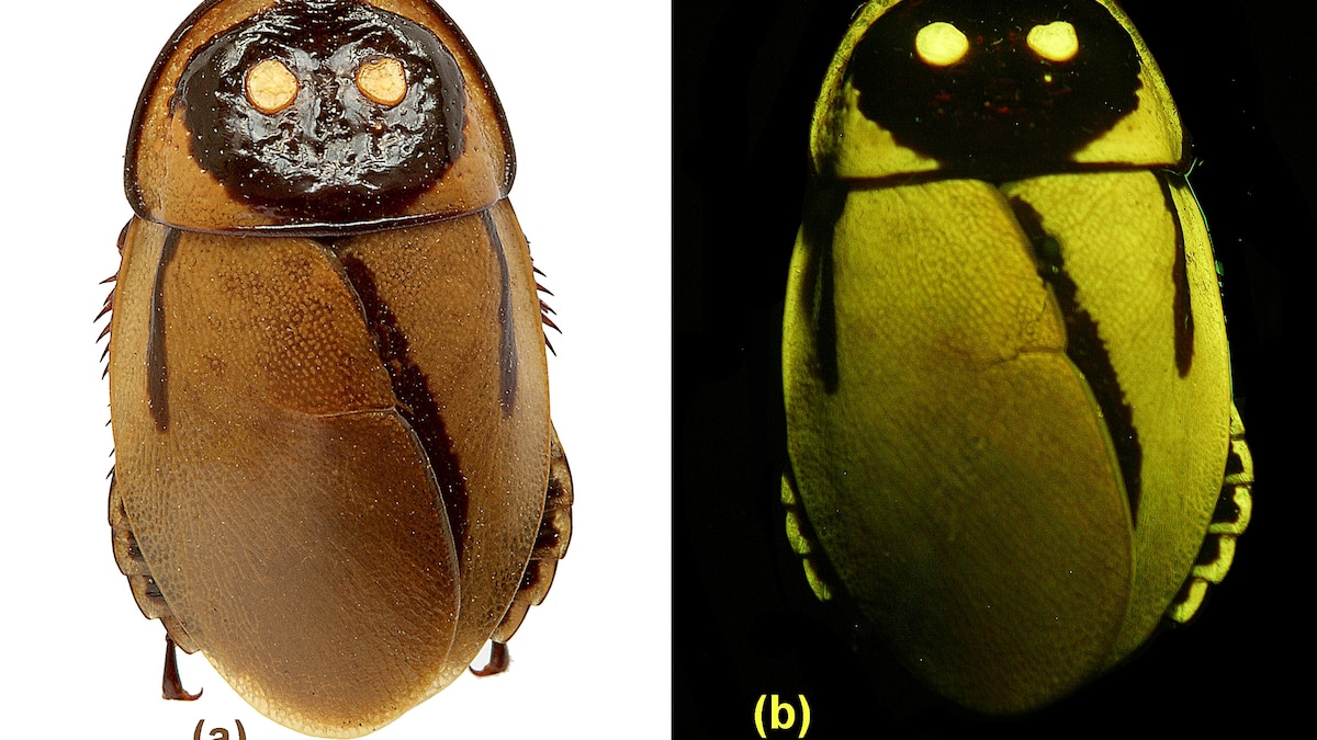 Glowing Cockroach Mimics Toxic Beetle | National Geographic
