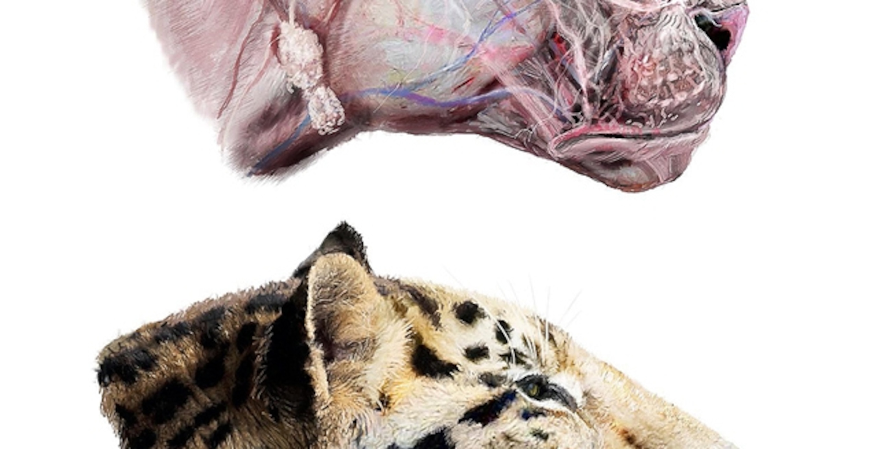 Tiger Evolution Tree