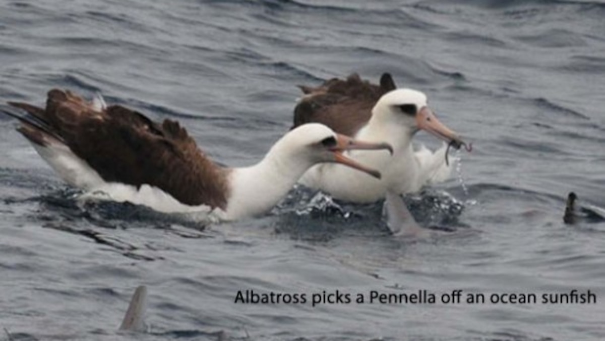 Ocean sunfish get cleaned by albatrosses | National Geographic