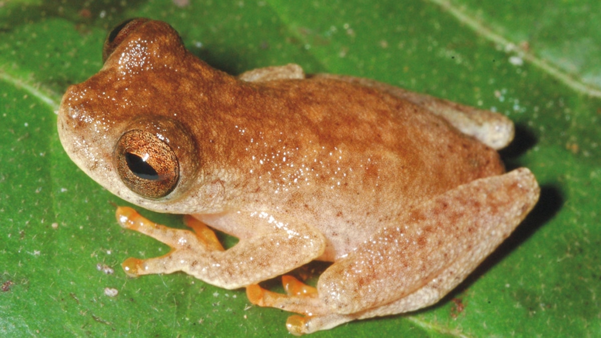 New "Bat Frog" Found in Amazon, Named for Ozzy Osbourne | National ...