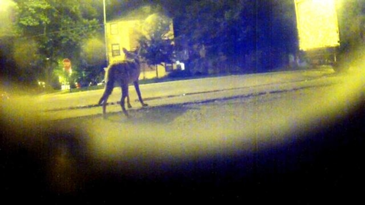 Downtown Coyotes: Inside the Secret Lives of Chicago's Predator ...
