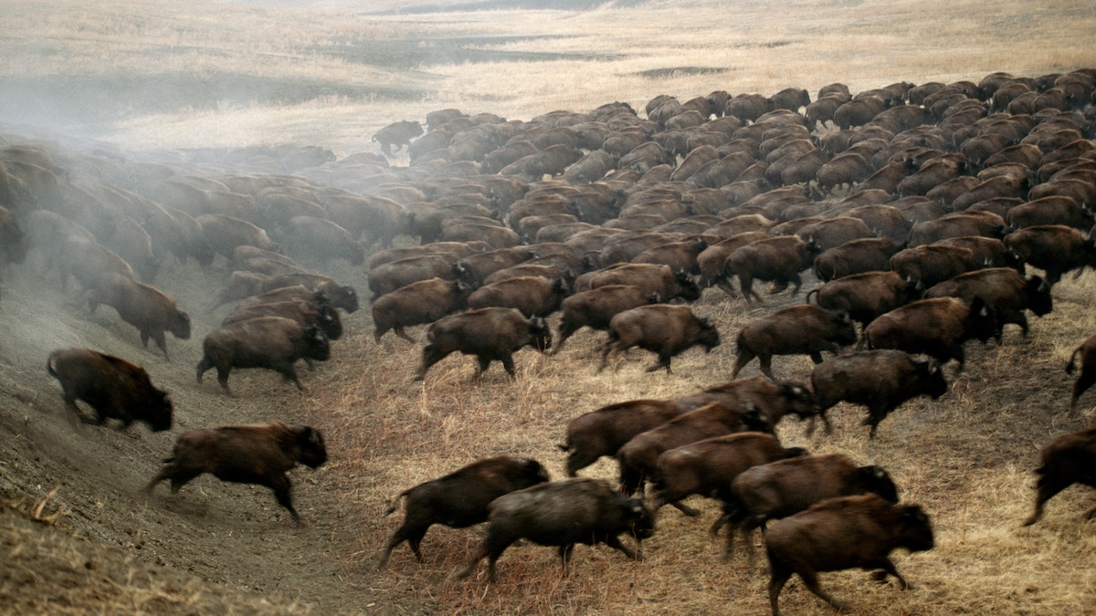 American Symbol: National Geographic's Best Bison Pictures | National ...