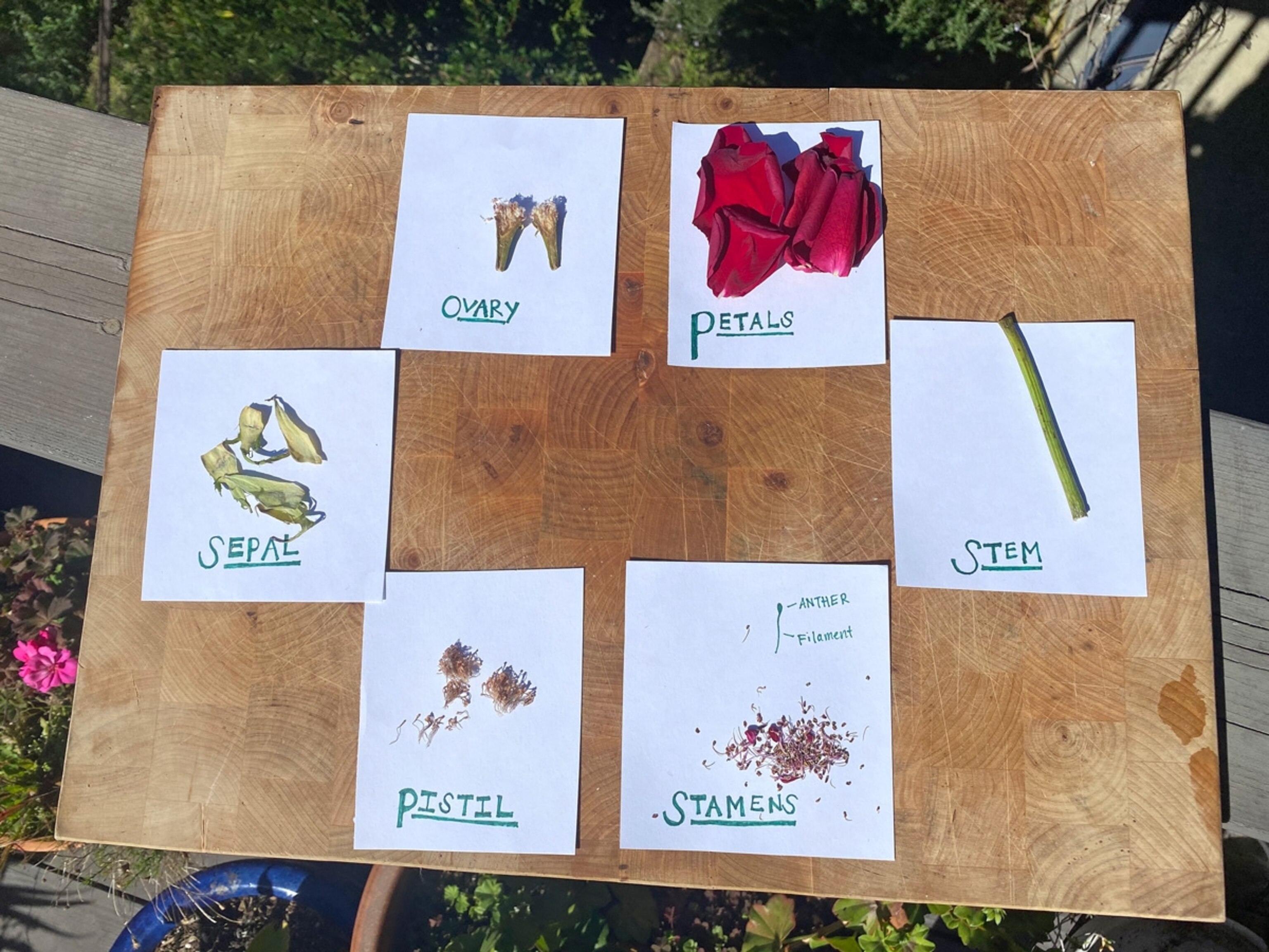 Science experiments that will make your kids’ curiosity bloom