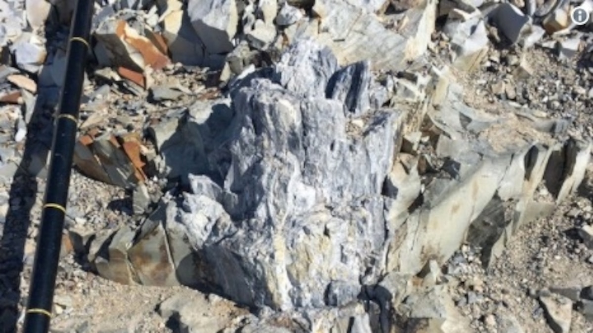 Ancient Fossil Forest Discovered in Antarctica, 260 Million Years Old ...