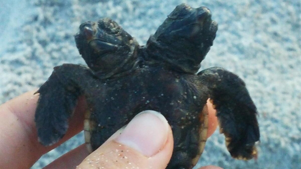 Two-Headed Baby Turtle Swims to Sea—Will It Survive? | National Geographic