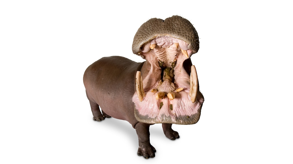 Fighting the Underground Trade in Hippo Teeth | National Geographic