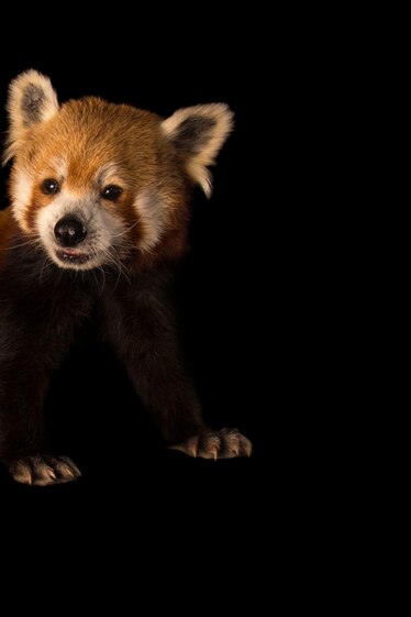 Red pandas, facts and photos