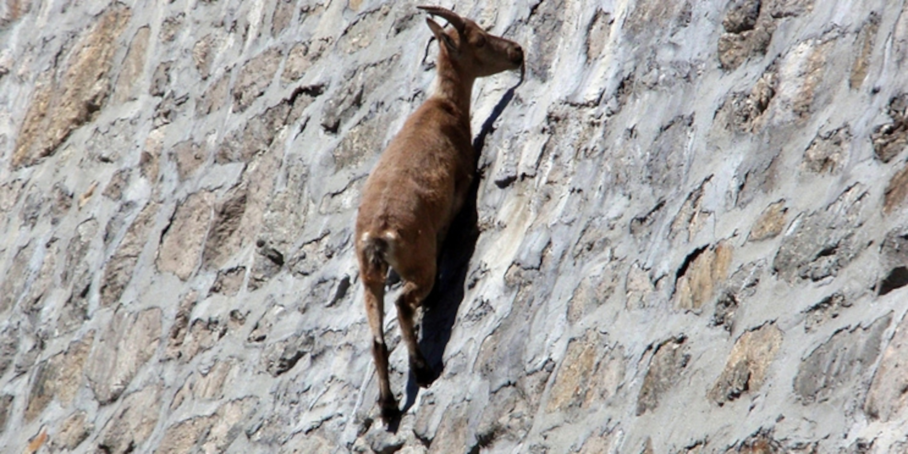 Mountain Goats Climbing