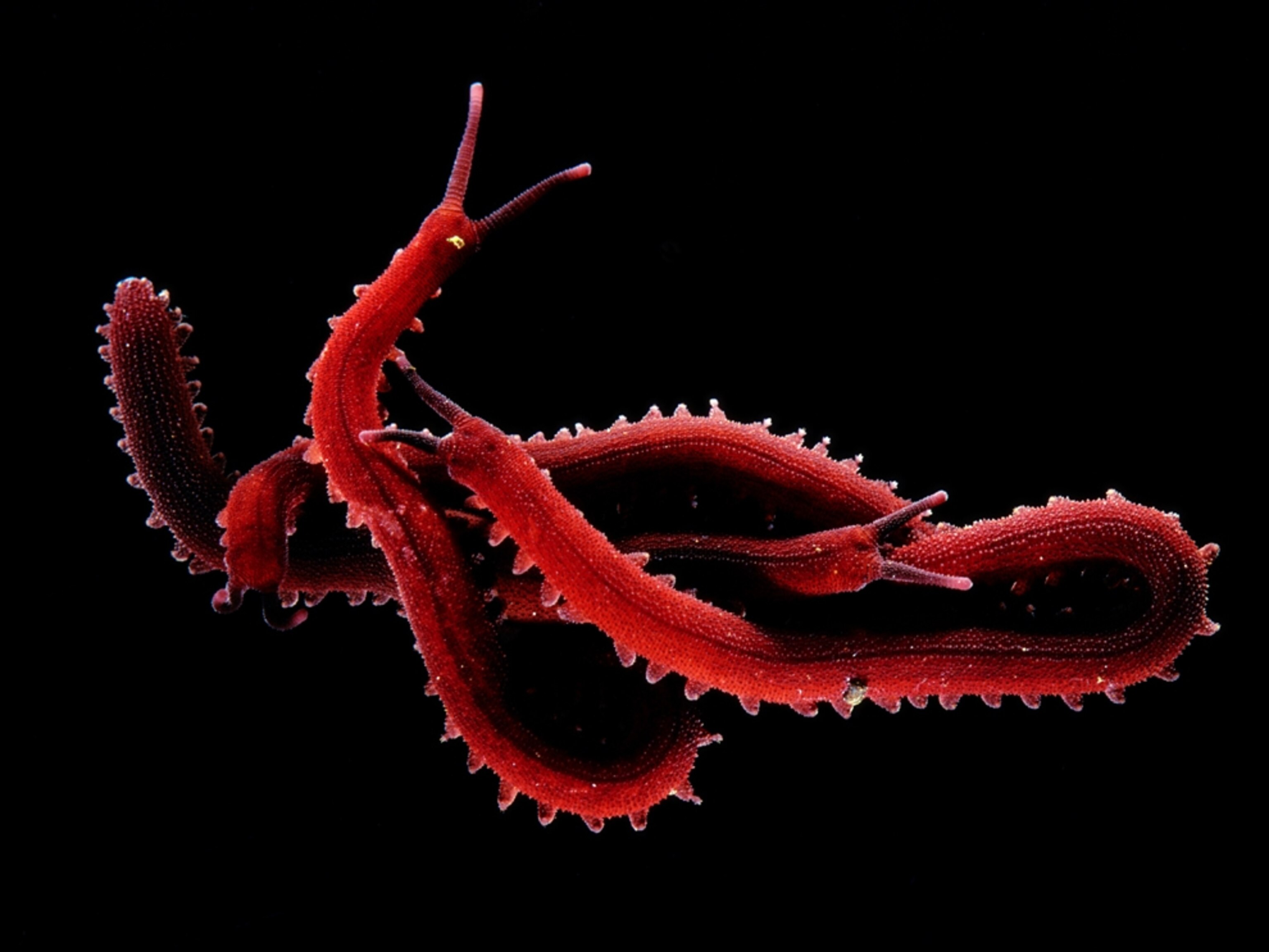 Photo of the Day: Best of January 2009, Photo Gallery - National Geographic