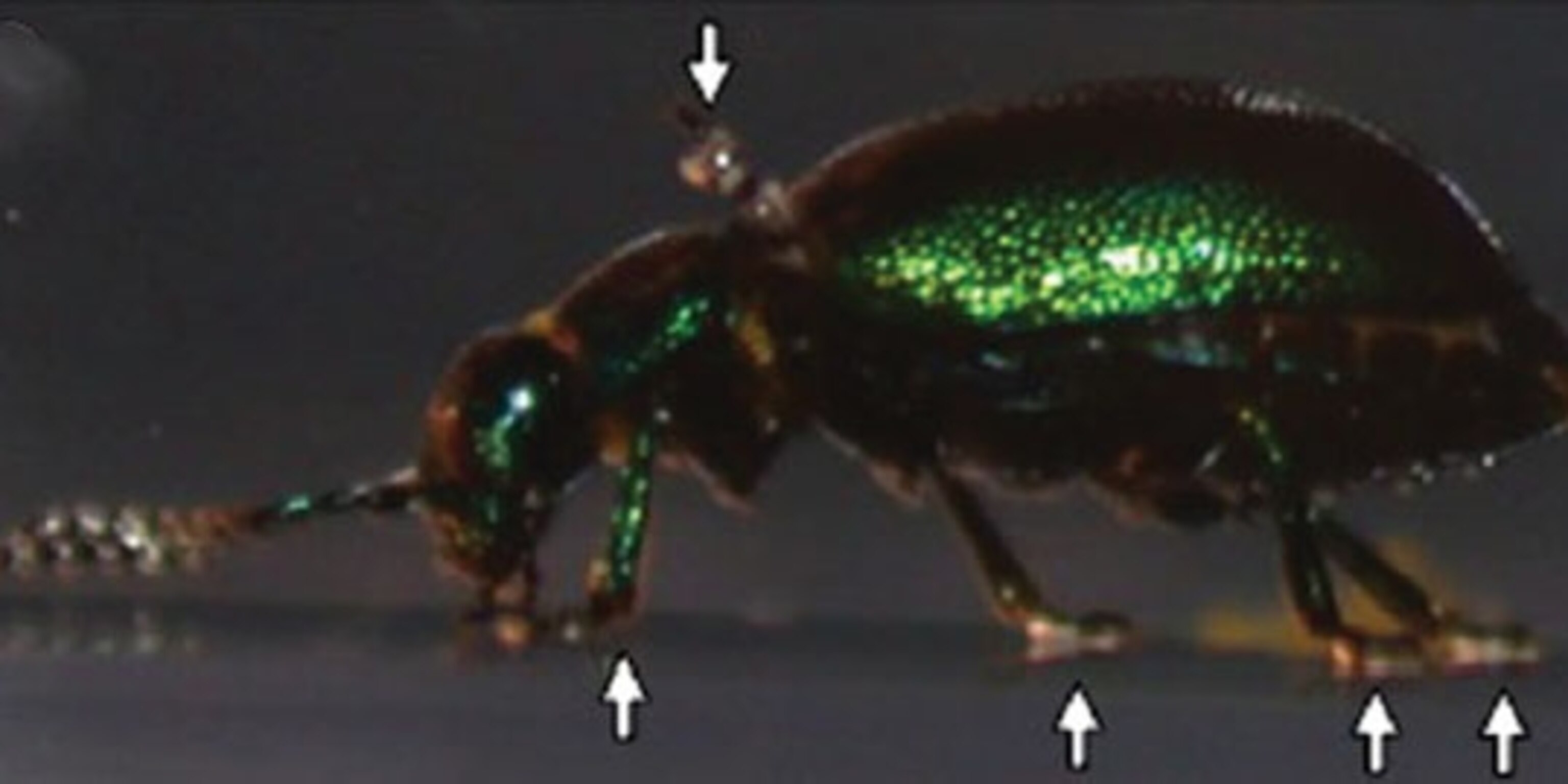 Beetle walks and sticks underwater by creating dryness with every footstep