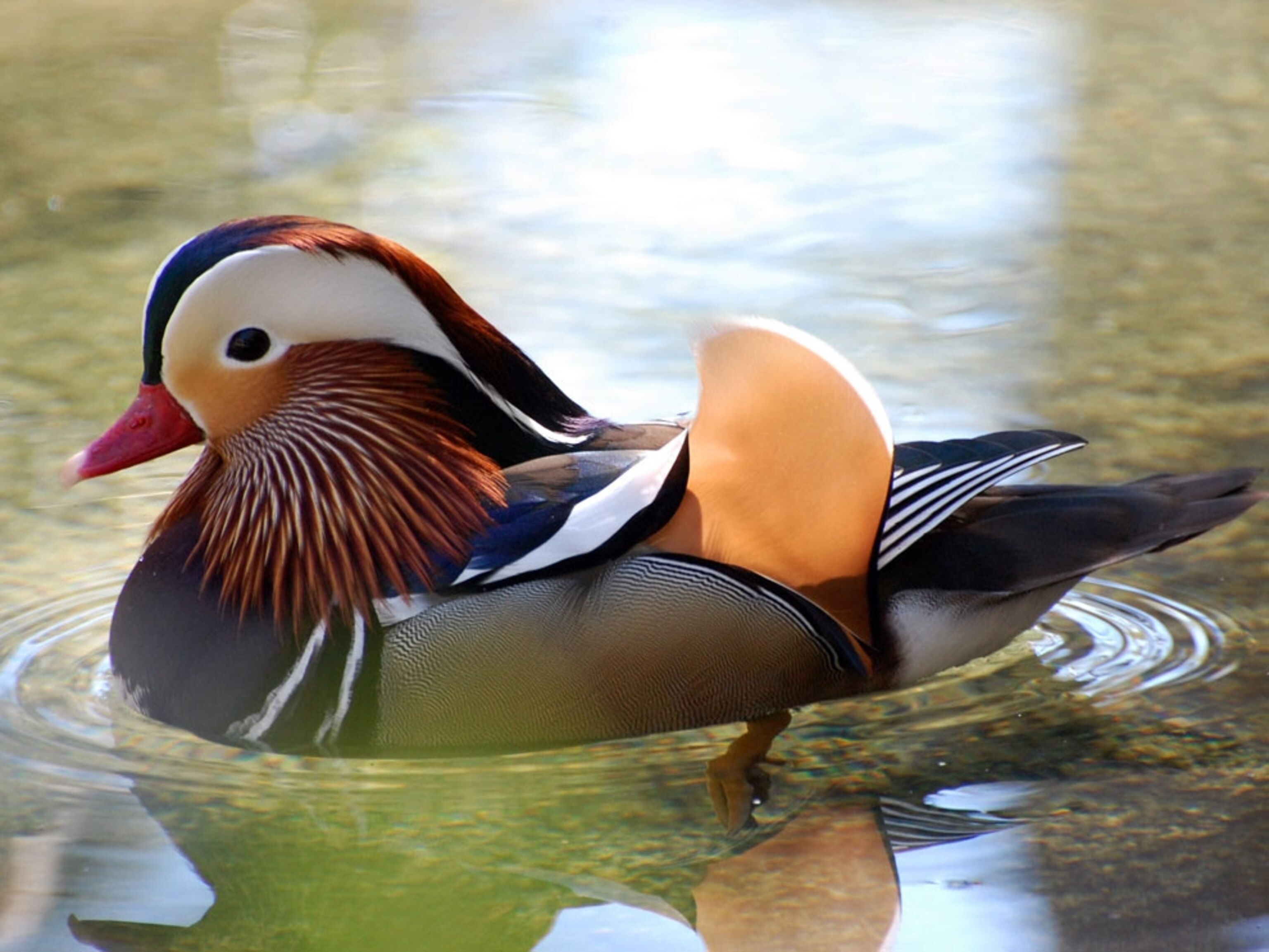 Waterfowl Pictures - National Geographic