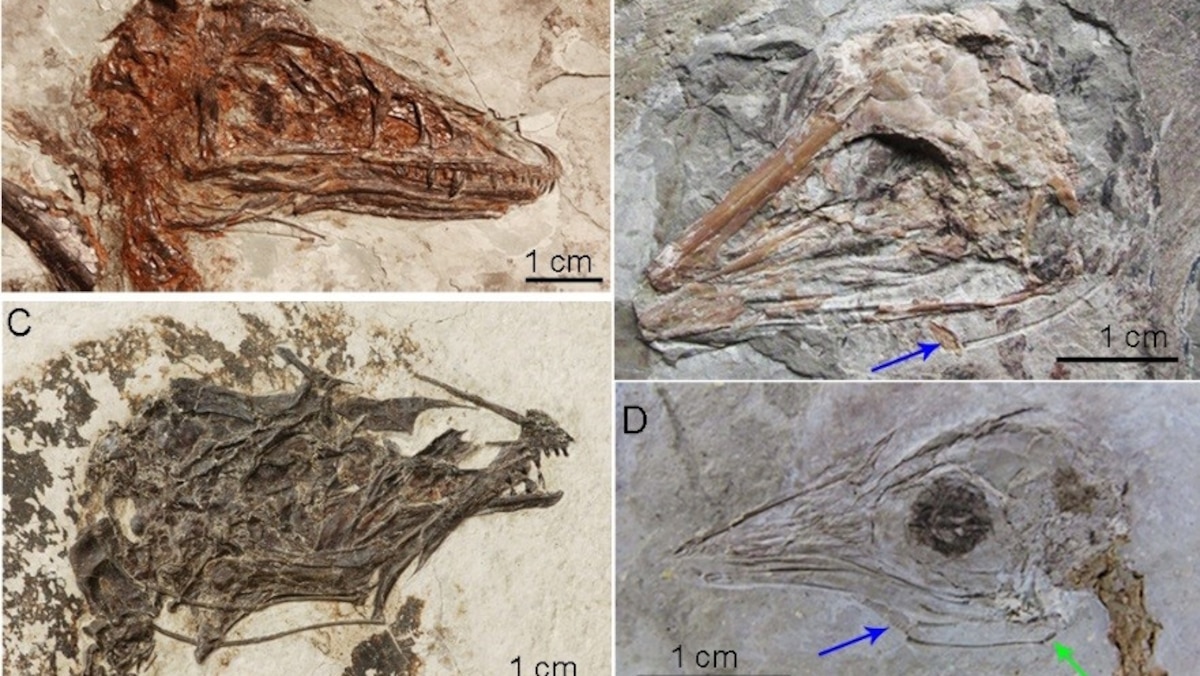 Why T Rex couldn't stick out its tongue | National Geographic