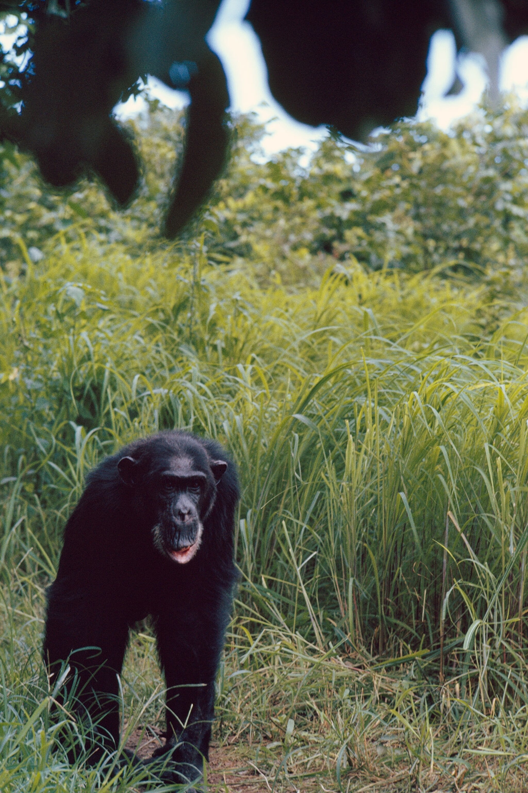 Jane Goodall’s original tale of chimpanzees still astonishes today