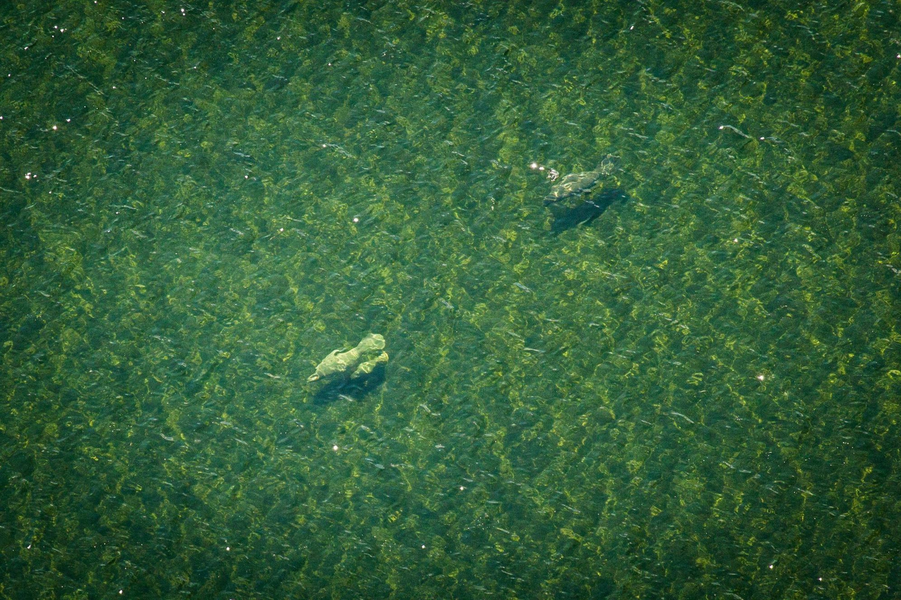 Aerial Survey Spots Record Number of Manatees - National Geographic