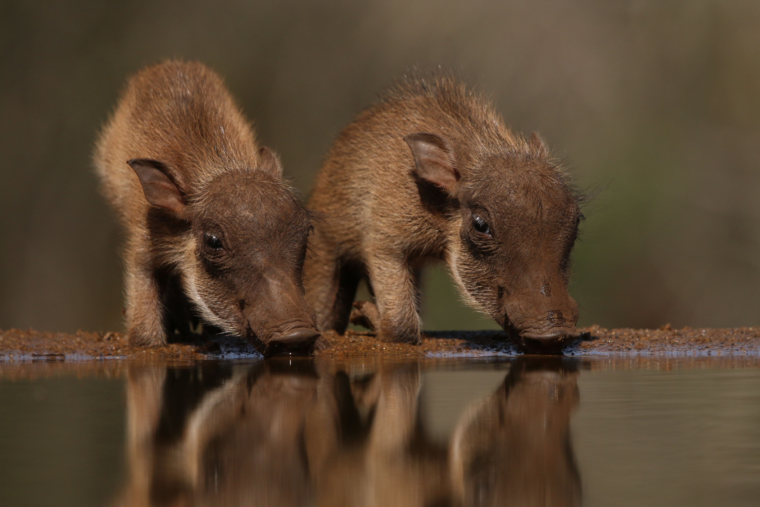 Cute Baby Warthog